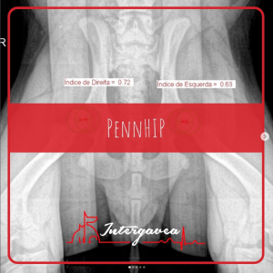 Teste de Pennhip – Intergavea