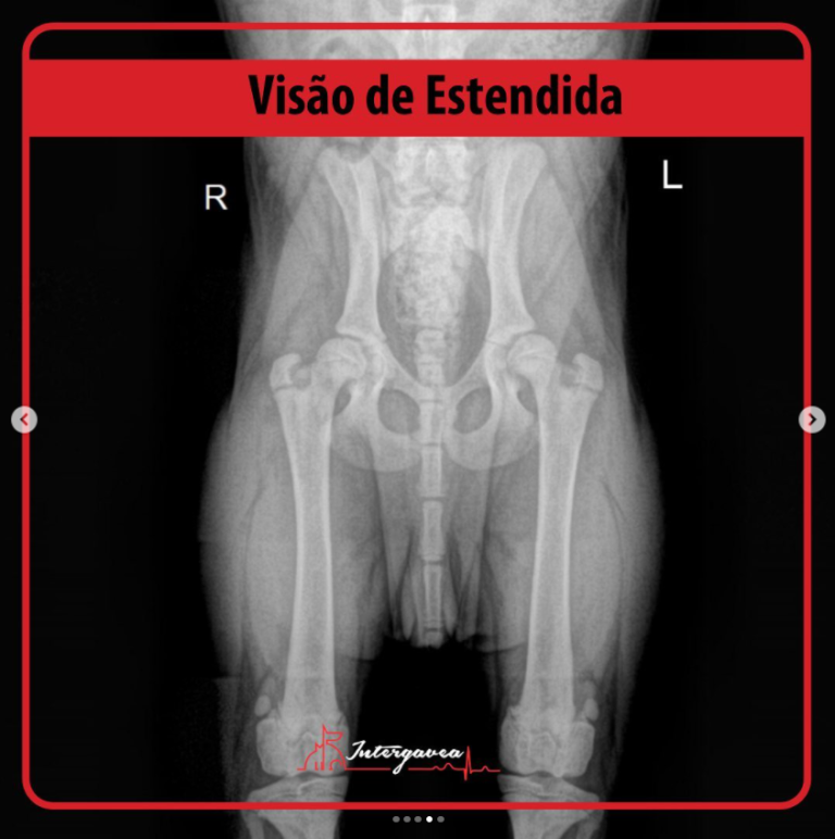Teste de Pennhip – Intergavea